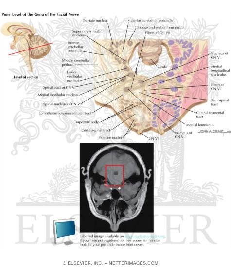 facial nerve pons