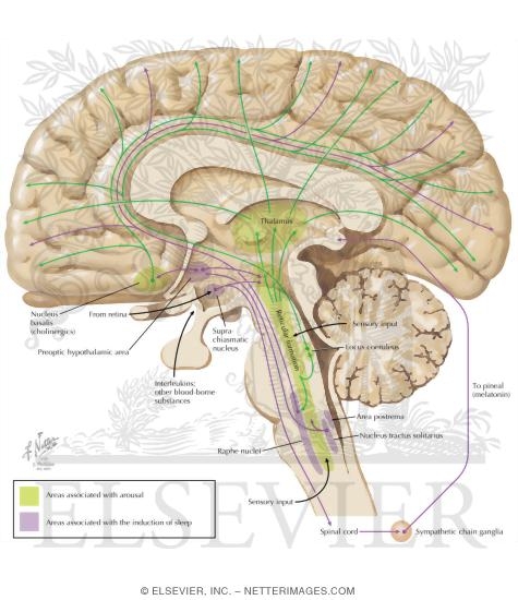 locus coeruleus function in sleep