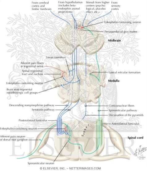 Descending Control of Ascending Somatosensory Systems