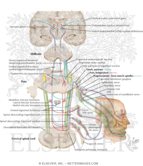 Trigeminal Sensory and Associated Sensory Systems