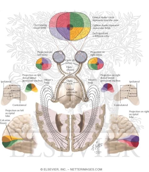 Visual Pathways: The Retino, Geniculo, and Calcarine Pathway Visual Pathways: The Retino, Geniculo, and Calcarine Pathway