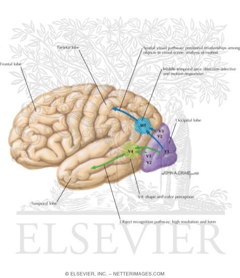 Visual Pathways In Parietal and Temporal Lobes