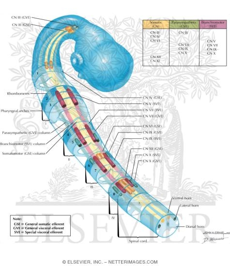 Segmentation and Motor Nuclei In Brainstem Development of Motor Nuclei ...