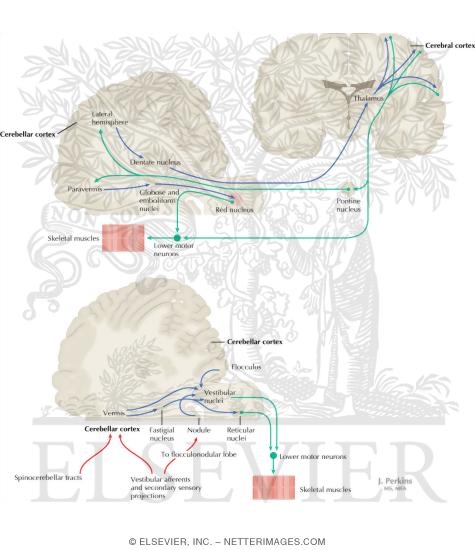 Schematic Diagrams of Efferent Pathways from the Cerebellum to Upper ...