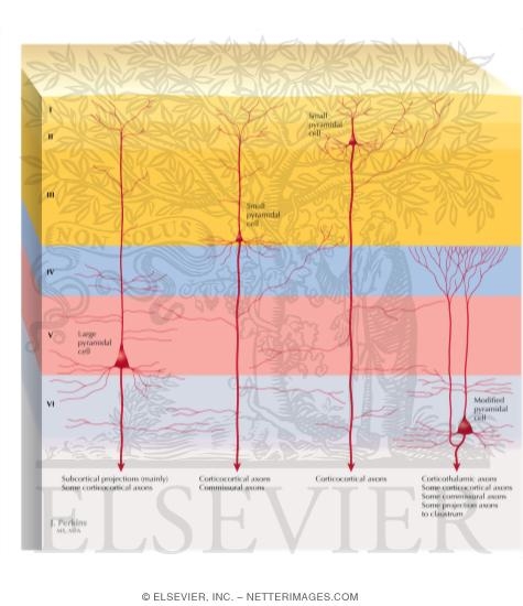 Vertical Columns: Functional Units of the Cerebral Cortex
