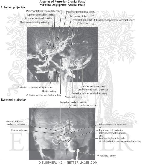 Angiographic Anatomy of the Vertebrobasilar System
