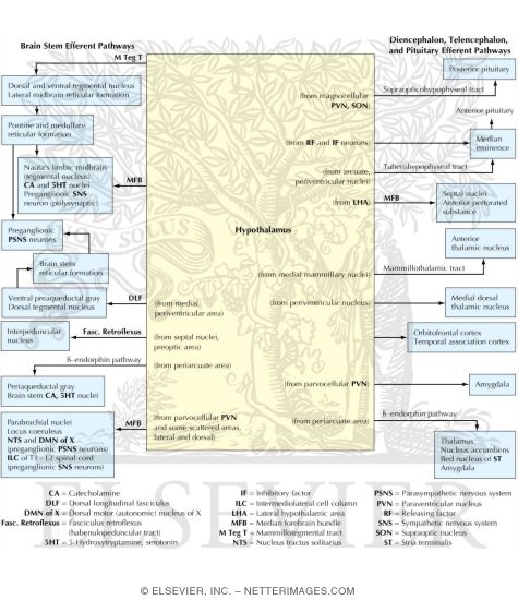 Schematic Diagram of Major Hypothalamic Efferent Pathways