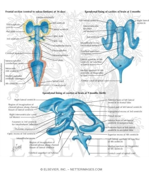 Development of the Ventricles