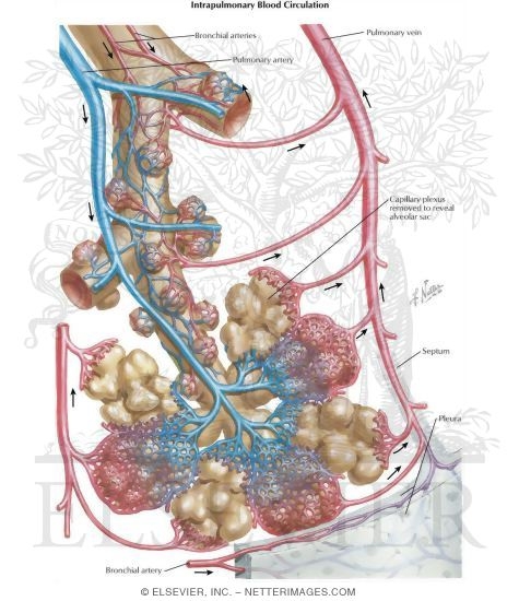 Intrapulmonary Circulation