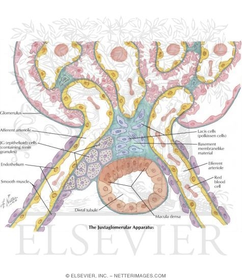 juxtaglomerular cells