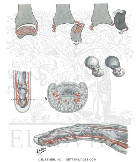 Watermarked preview of unlabeled image: Surgical Anatomy of the Hand