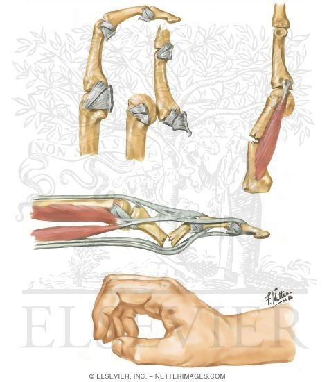 Surgical Anatomy of the Hand