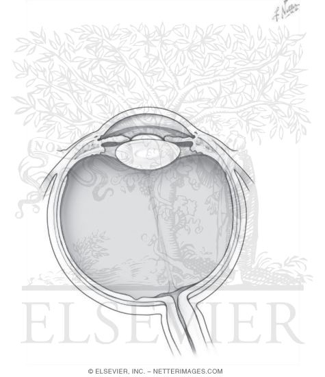 Anatomy of the Eye