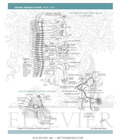 Central Nervous System: Spinal Cord