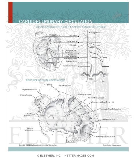 Cardiopulmonary Circulation