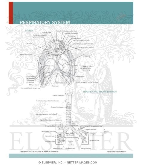 Respiratory System