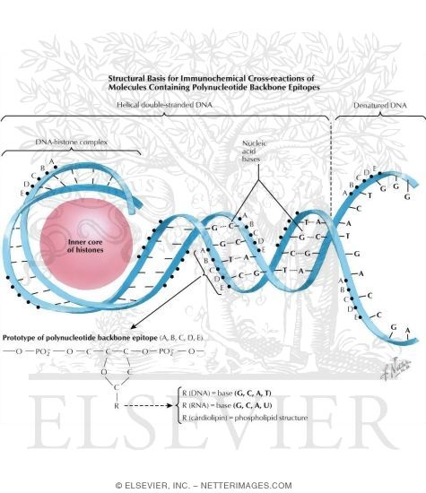 Structural Basis for Immunochemical Cross-Reactions of Molecules ...
