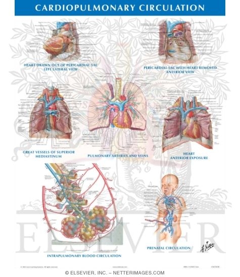 Cardiopulmonary Circulation