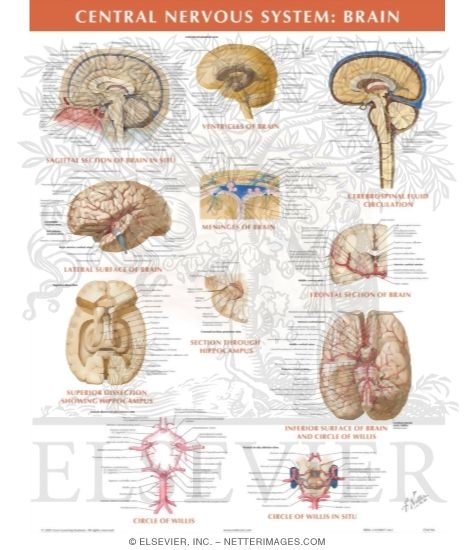 Central Nervous System: Brain