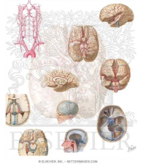 Vascular Supply of the Brain