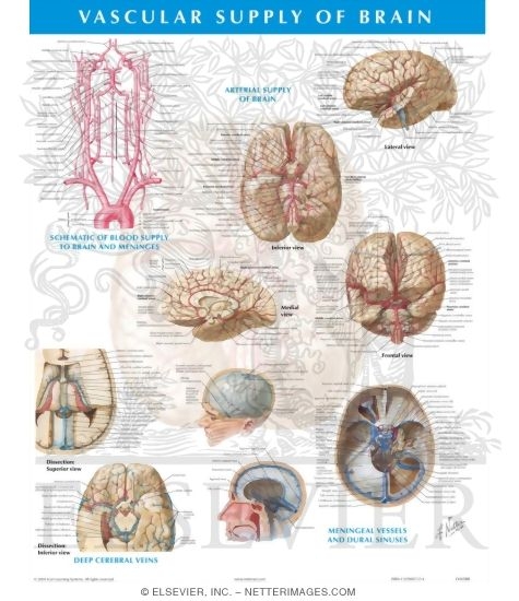 Vascular Supply of the Brain