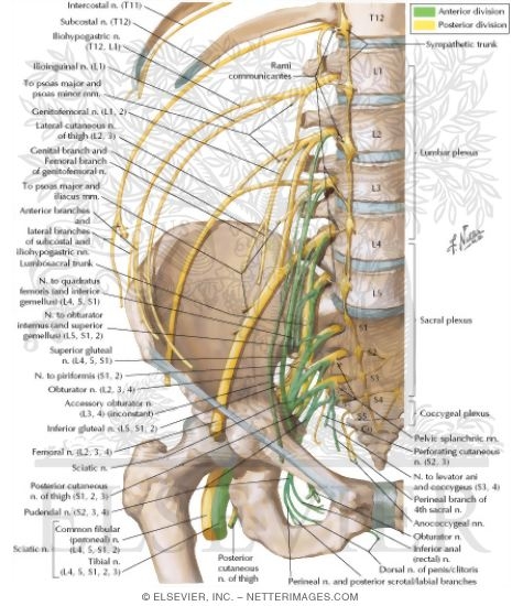 lumbar plexus branches