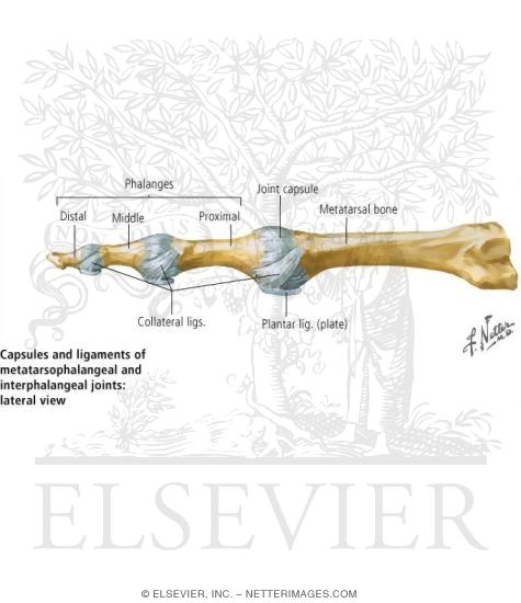 Capsules and Ligaments of Metatarsophalangeal and Interphalangeal Joints