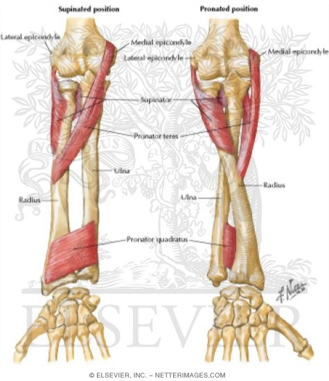 Individual Muscles of Forearm: Rotators of Radius