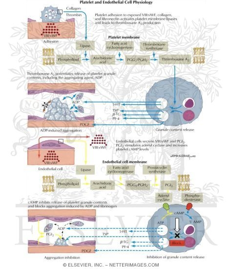 Thrombotic Disorders: Platelet And Endothelial Cell Physiology
