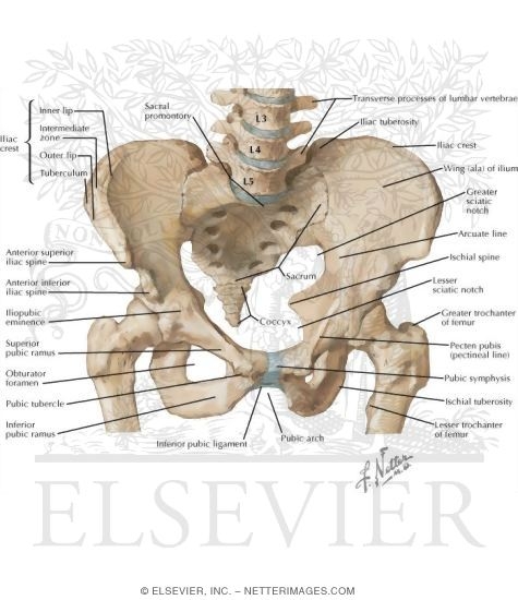 coxal bone landmarks labeled