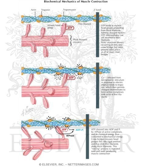 Biochemical Mechanics of Muscle Contraction