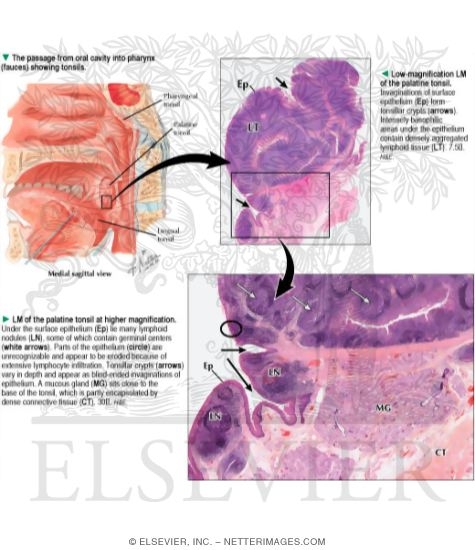 Pharyngeal Tonsil Histology