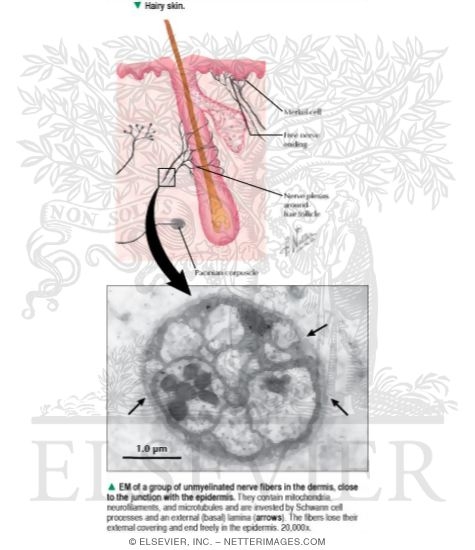 Schematic of a Pilosebaceous Unit and Innervation of Skin