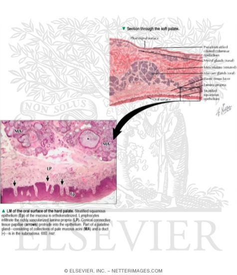 Section Through the Soft Palate With Light Micrograph of the Oral ...