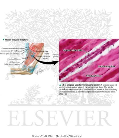 Muscle and Joint Receptors With Light Micrograph of a Muscle Spindle In ...