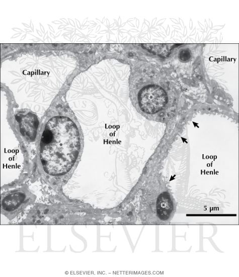 Electron Micrograph of Loops of Henle In Transverse Section