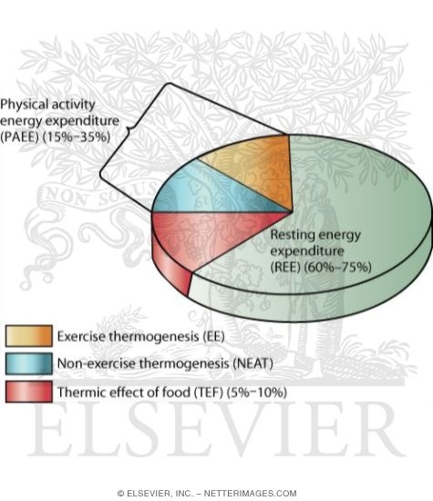Components of Total Daily Energy Expenditure Components of Total Daily Energy Expenditure