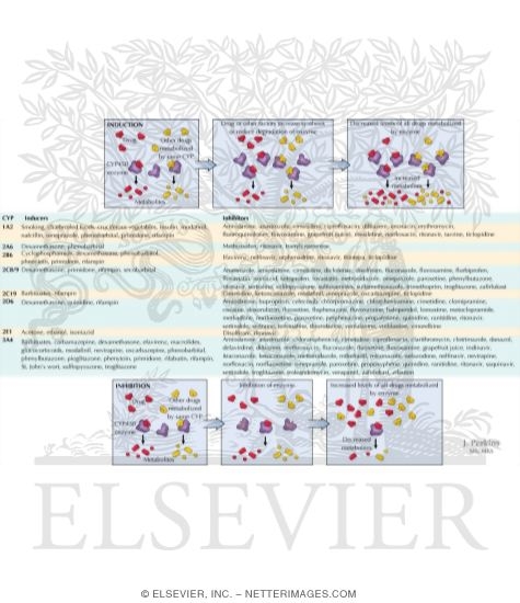Metabolic Enzyme Induction and Inhibition
