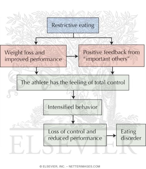 Etiologic Model for the Development of Eating Disorders In Female Athletes