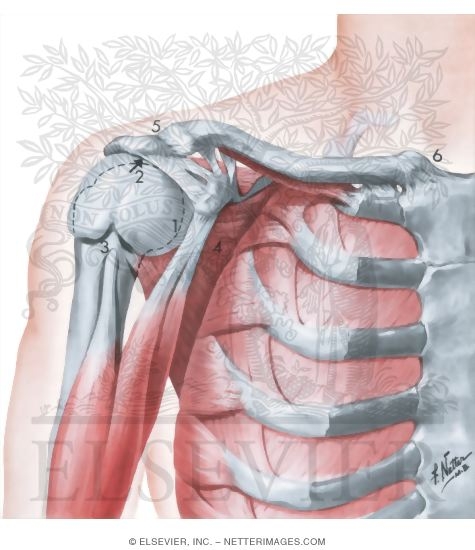Components of the Arm-Trunk Mechanism