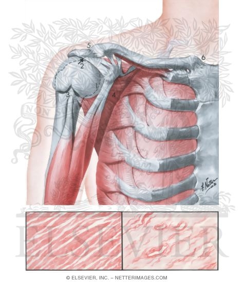 The Six Components Of The Arm-Trunk Mechanism
