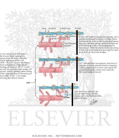 Biochemical Mechanics of Muscle Contraction