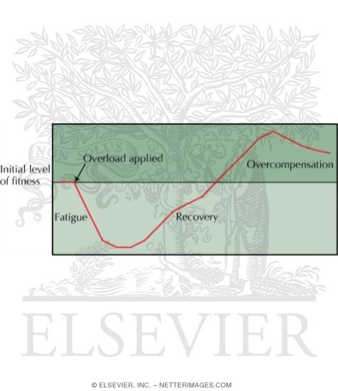 Overcompensation and Improved Fitness Resulting From Training Workload