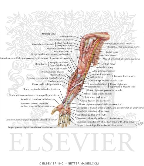 Netter Anatomy Upper Extremity NEUROLOGY : The Netter Collection Of
