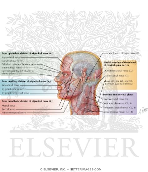 Face and Scalp: Cutaneous Nerves