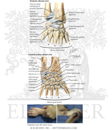 Ligaments of Wrist