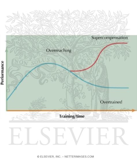 Hypothetical Overtraining Syndrome Model