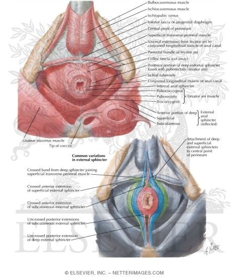 pelvic floor attachments