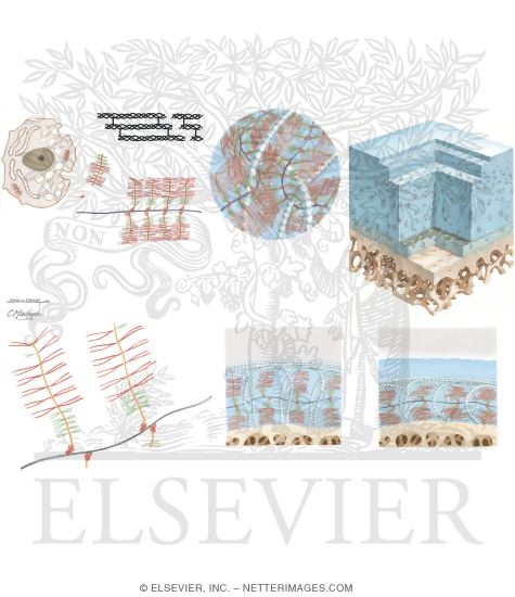 Composition and Structure of Articular Cartilage