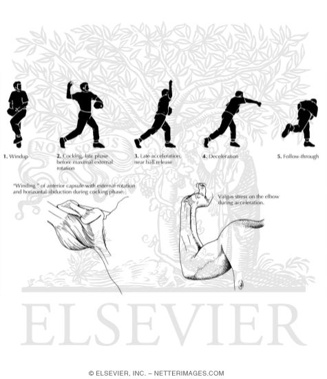 Phases of the Overhead Throw